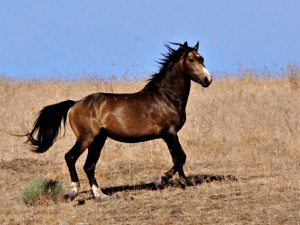 Wild Horses of Yakama Nation | Cultural & Historic Legacy